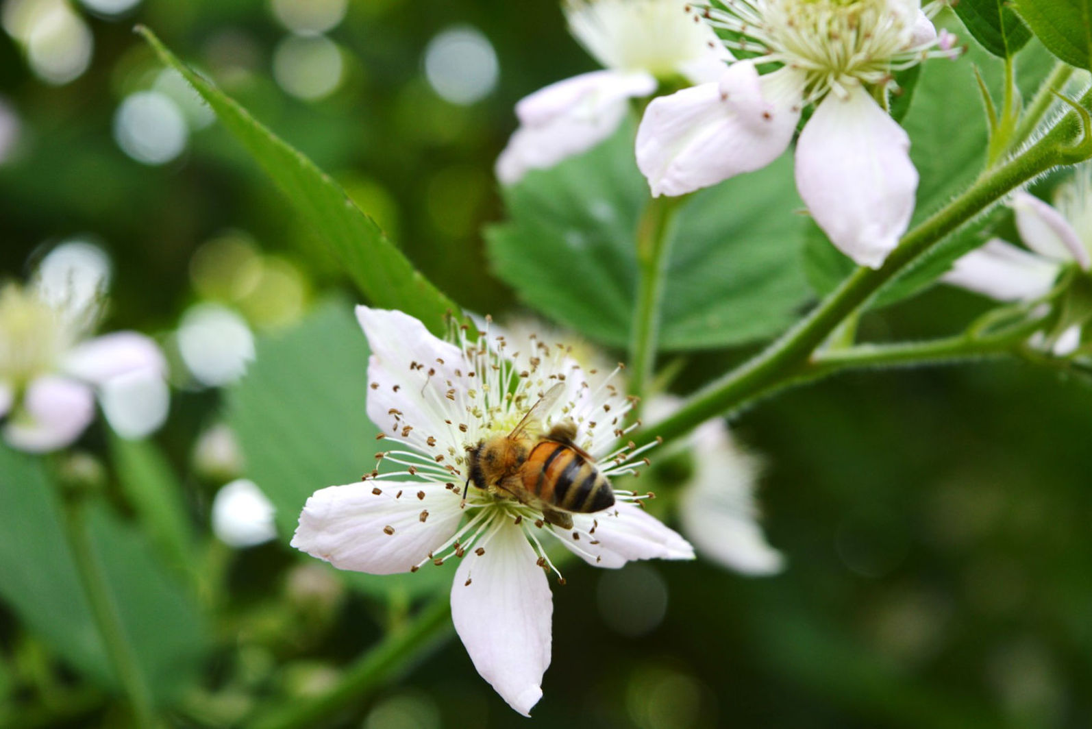 Nos fruits rouges – Fruits rouges du Velay
