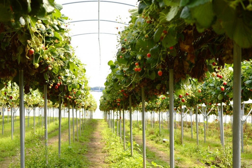 Les producteurs – Fruits rouges du Velay