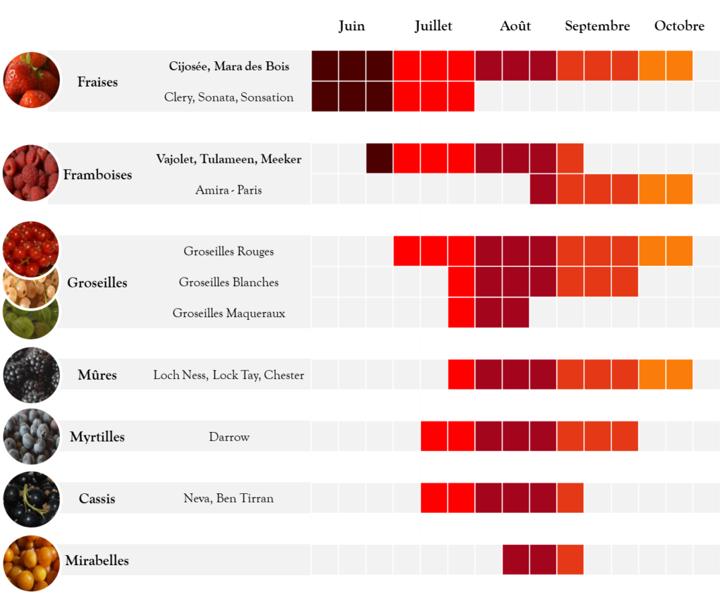 Nos fruits rouges – Fruits rouges du Velay
