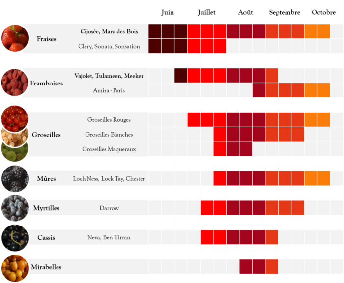 Nos fruits rouges – Fruits rouges du Velay
